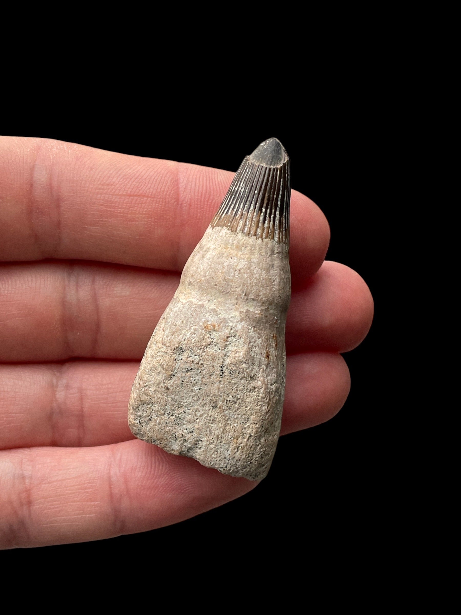5.2cm Cretaceous Ichthyosaur Tooth (Platypterygius Campylodon) - Cambr ...