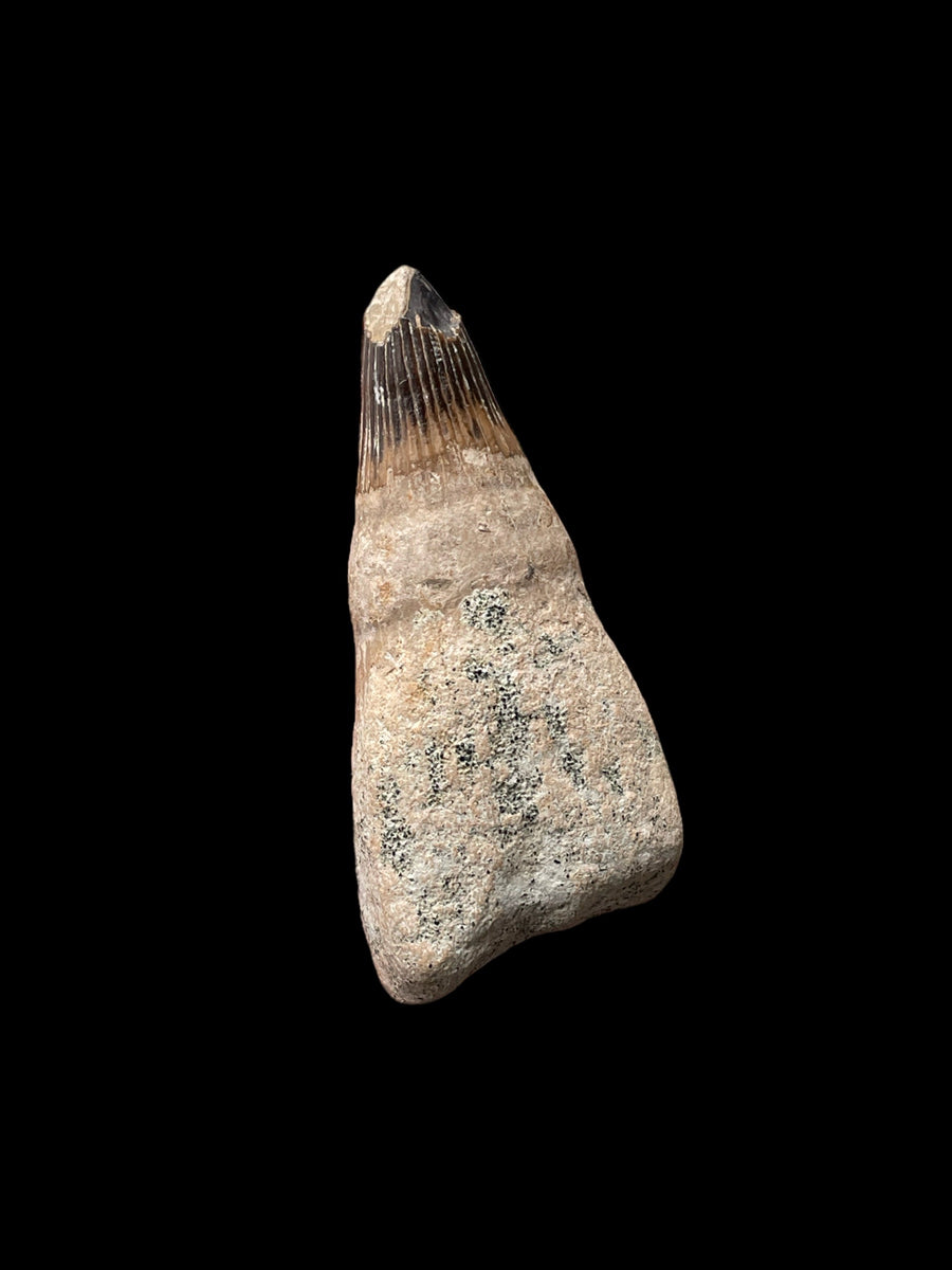 5.2cm Cretaceous Ichthyosaur Tooth (Platypterygius Campylodon) - Cambr ...
