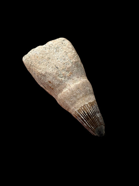 5.2cm Cretaceous Ichthyosaur Tooth (Platypterygius Campylodon) - Cambr ...